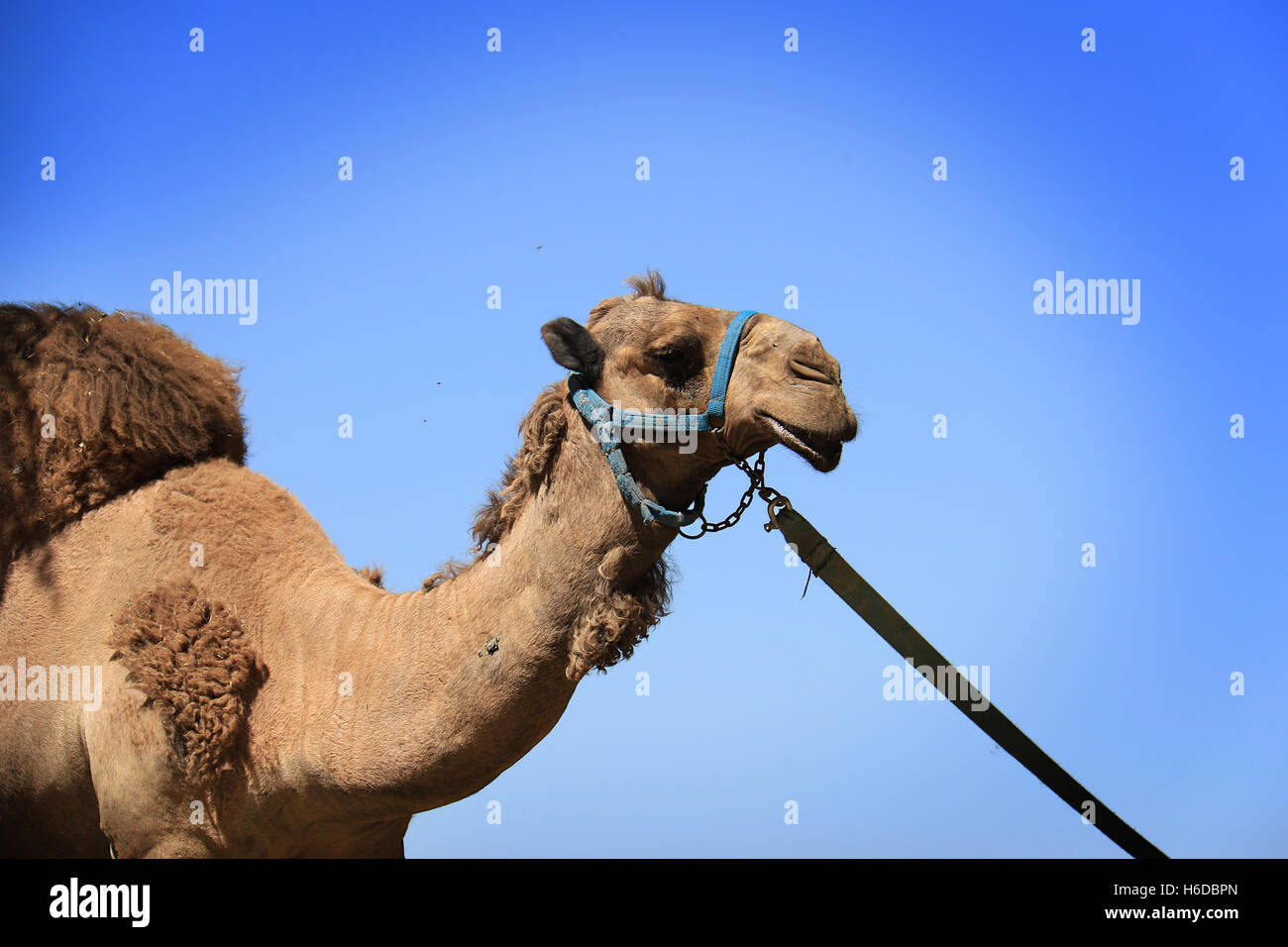 A camel standing against a blue sky Stock Photo - Alamy