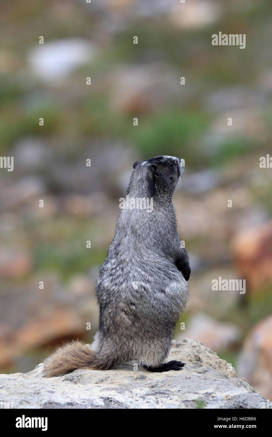 Hoary Marmot at Mount Rainier National Park Washington Stock Photo - Alamy