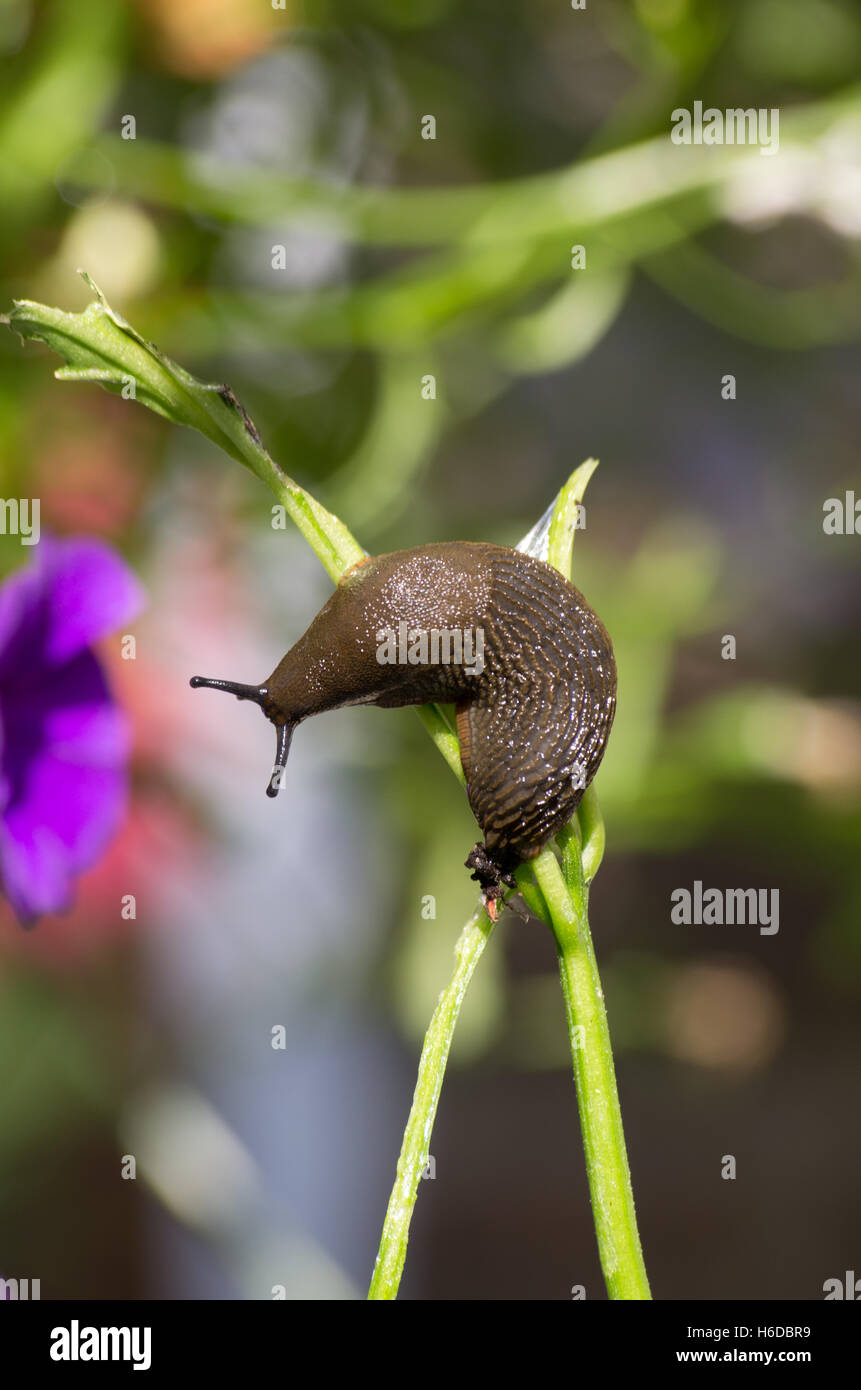 Black slug arion ater eating hi-res stock photography and images - Alamy
