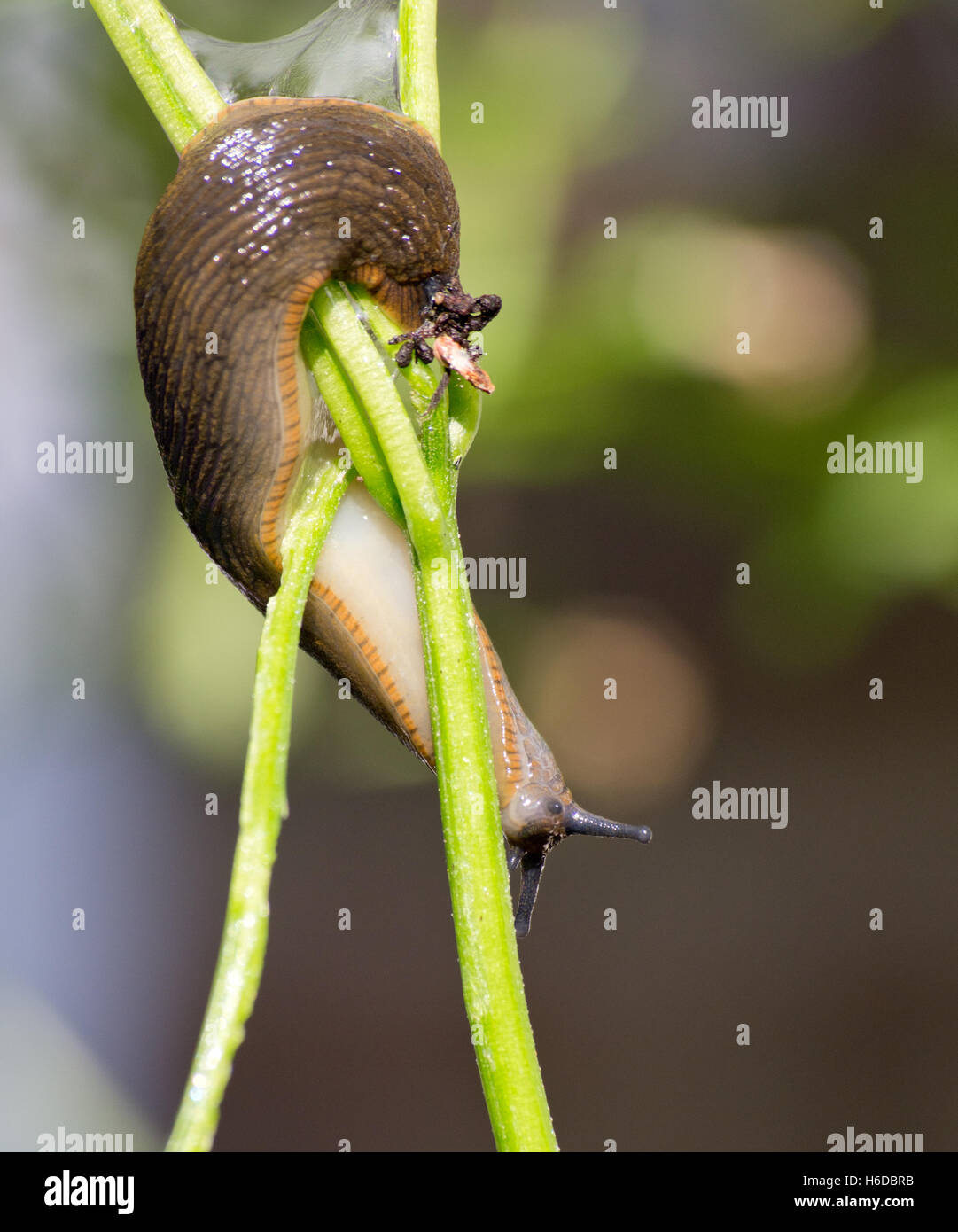 Slug pest damage garden hi-res stock photography and images - Alamy