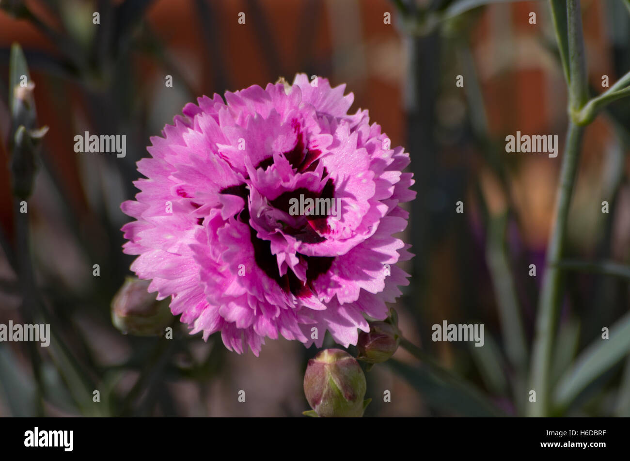 Fizzy series hi-res stock photography and images - Alamy