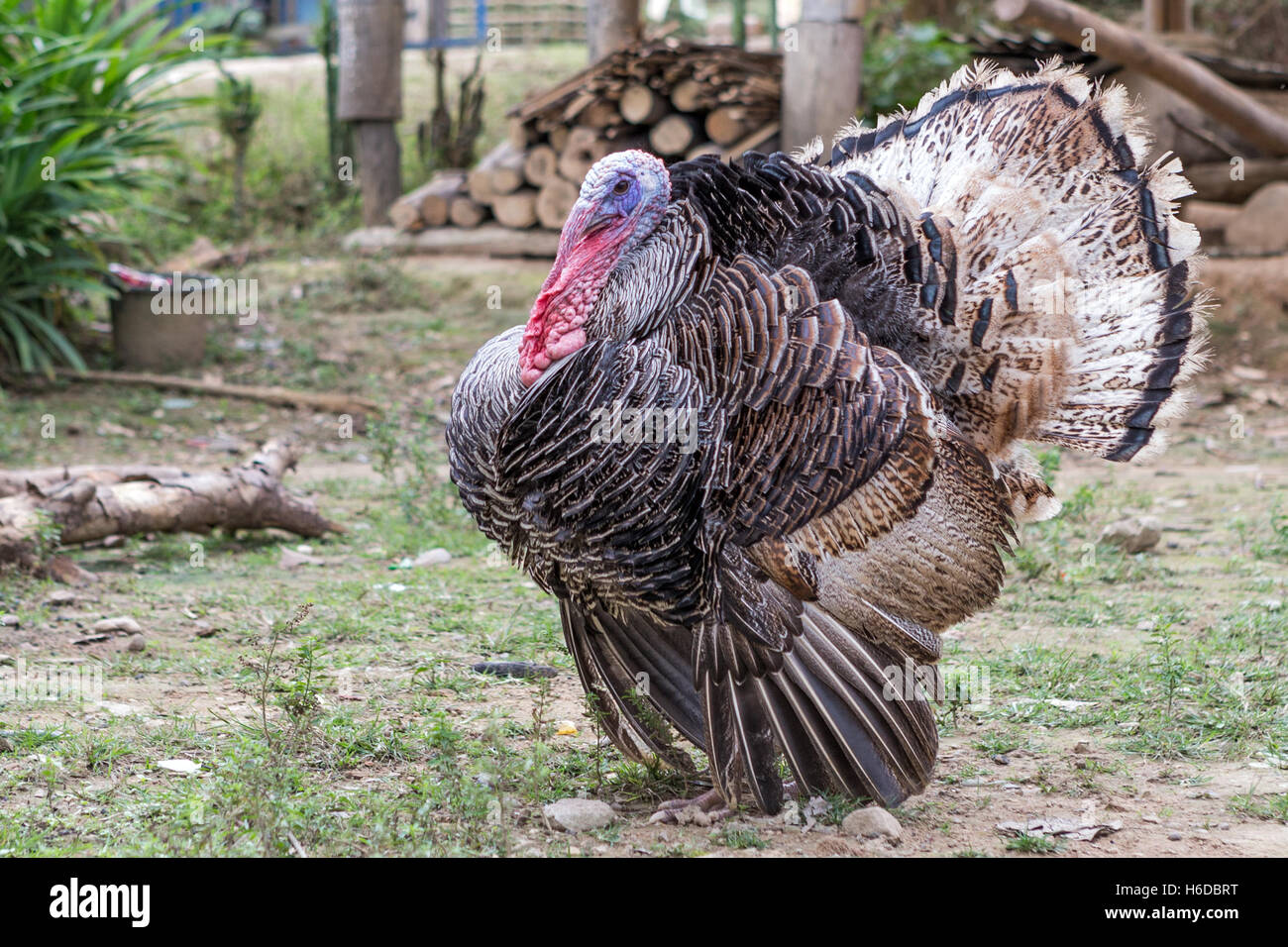 Displaying male turkey, Muang La, Khmu/Khamu people, Oudomxay province ...