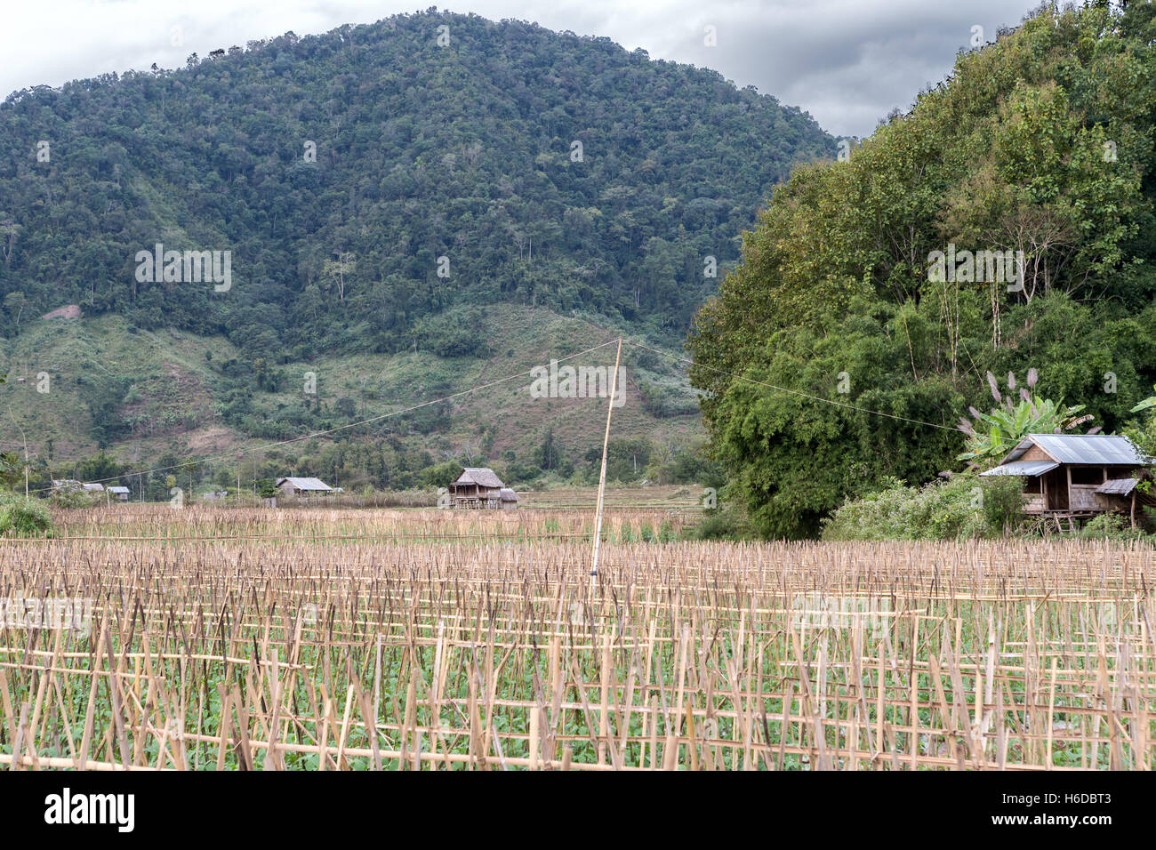 Fields, Muang La, Khmu/Khamu people, Oudomxay province, Laos Stock ...