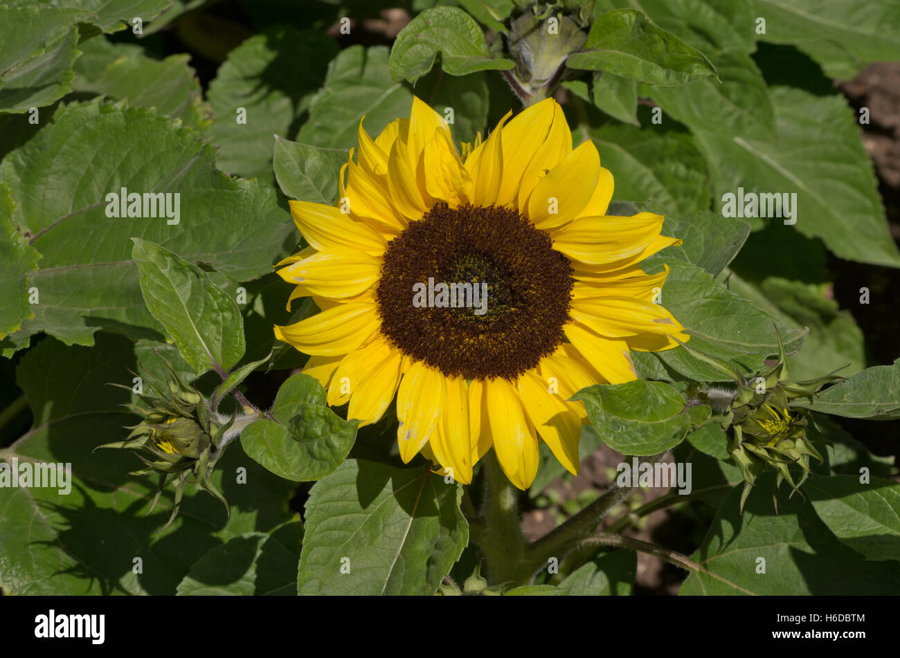 Dwarf sunflower plants hi-res stock photography and images - Alamy