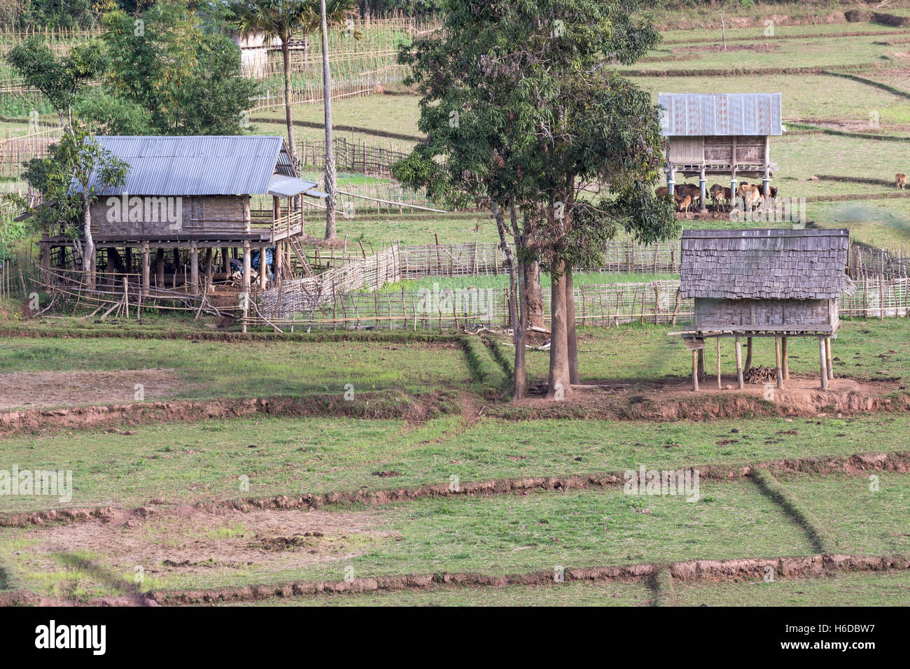 Rice fields, Muang La, Khmu/Khamu people, Oudomxay province, Laos Stock ...