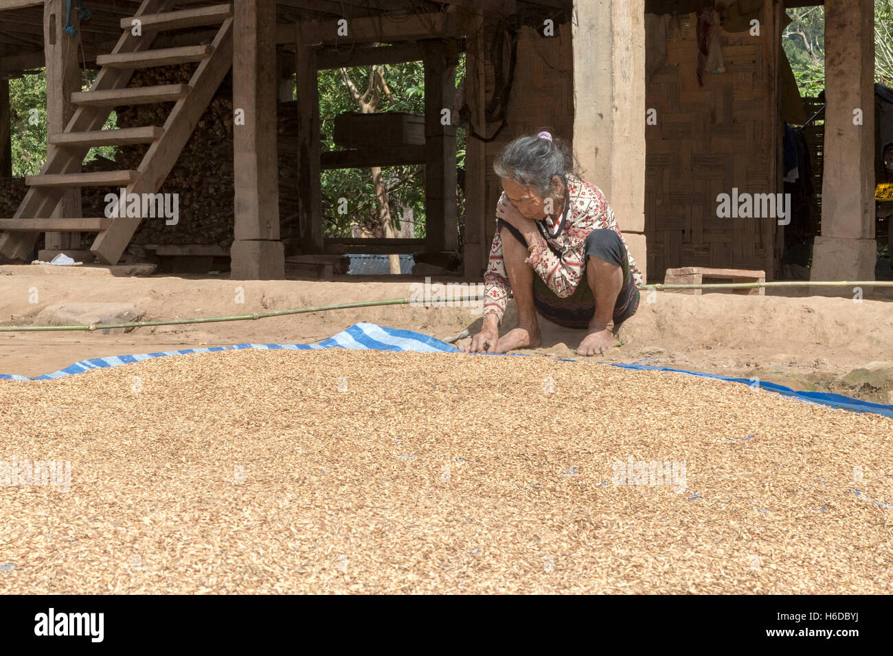 Elderly lady drying rice, Ban Phavie village, Khmu/Khamu people, near ...