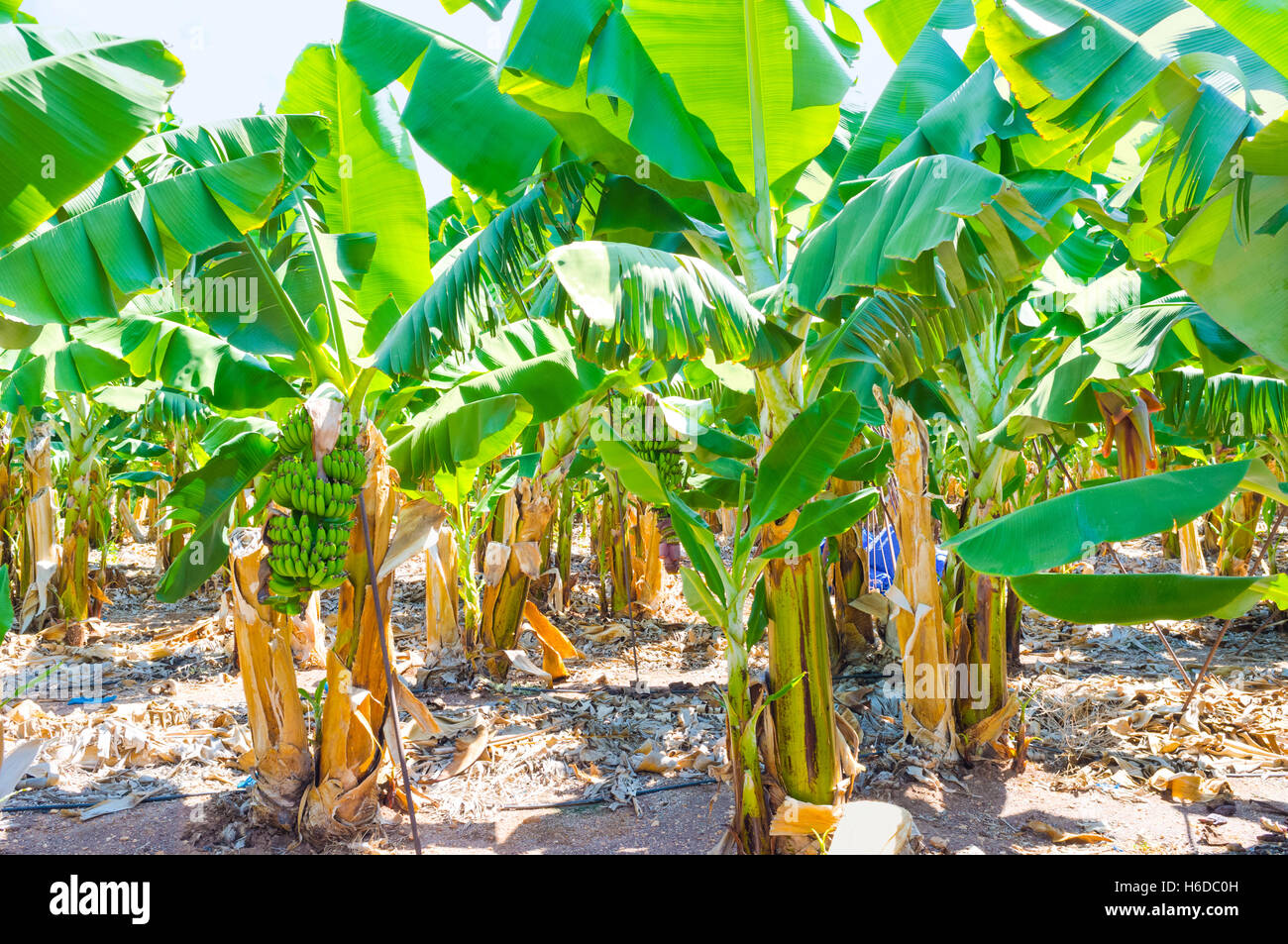 Cyprus banana tree hi-res stock photography and images - Alamy