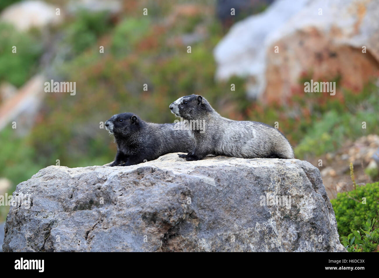 Hoary Marmot at Mount Rainier National Park Washington Stock Photo - Alamy