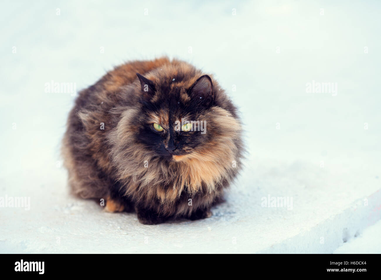 Gray tortoiseshell cat hi-res stock photography and images - Alamy