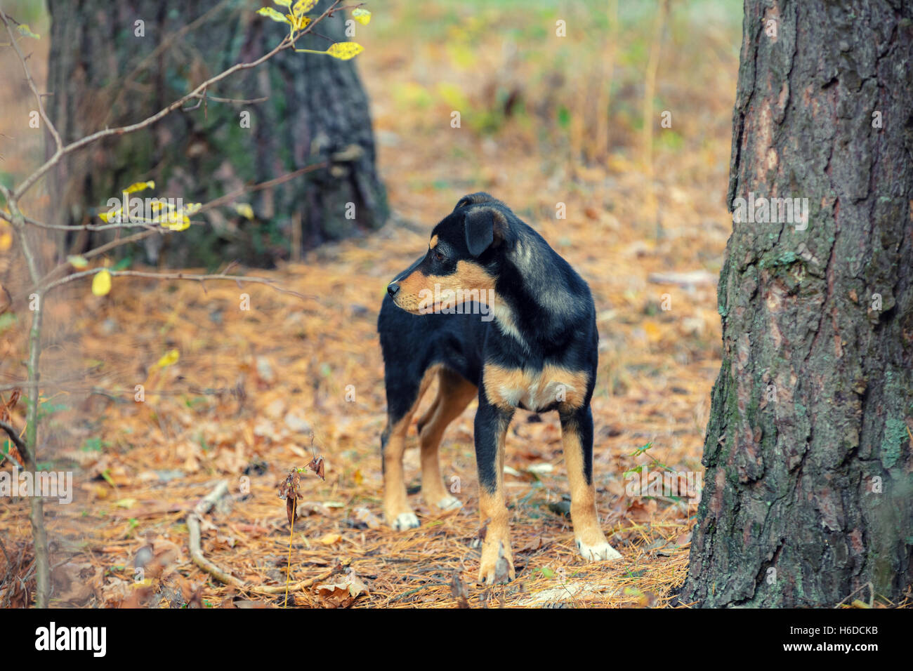 Stray dog walking in the autumn forest Stock Photo - Alamy