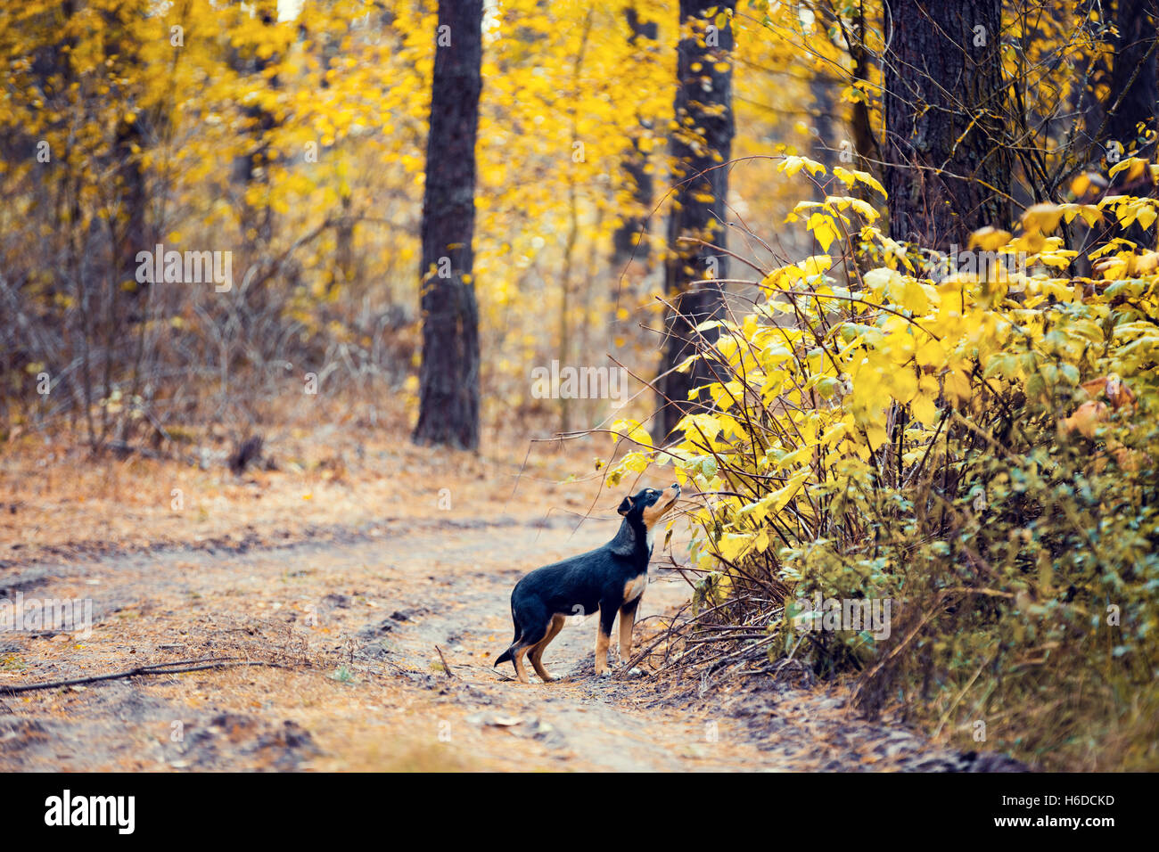 Stray dog walking in the autumn forest Stock Photo - Alamy