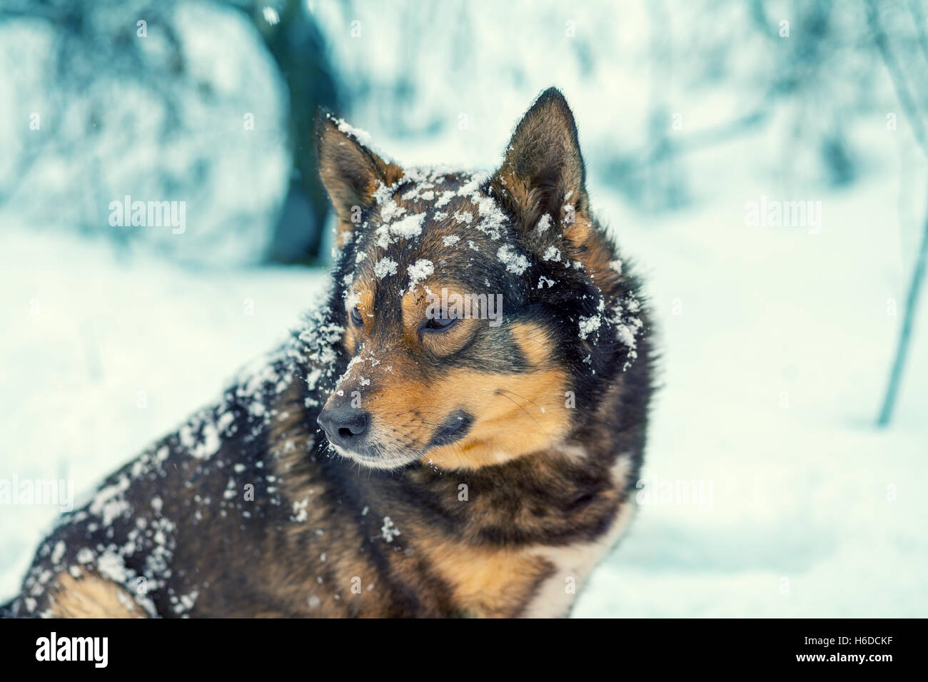 Portrait of a beautiful dog in winter snowfall Stock Photo - Alamy