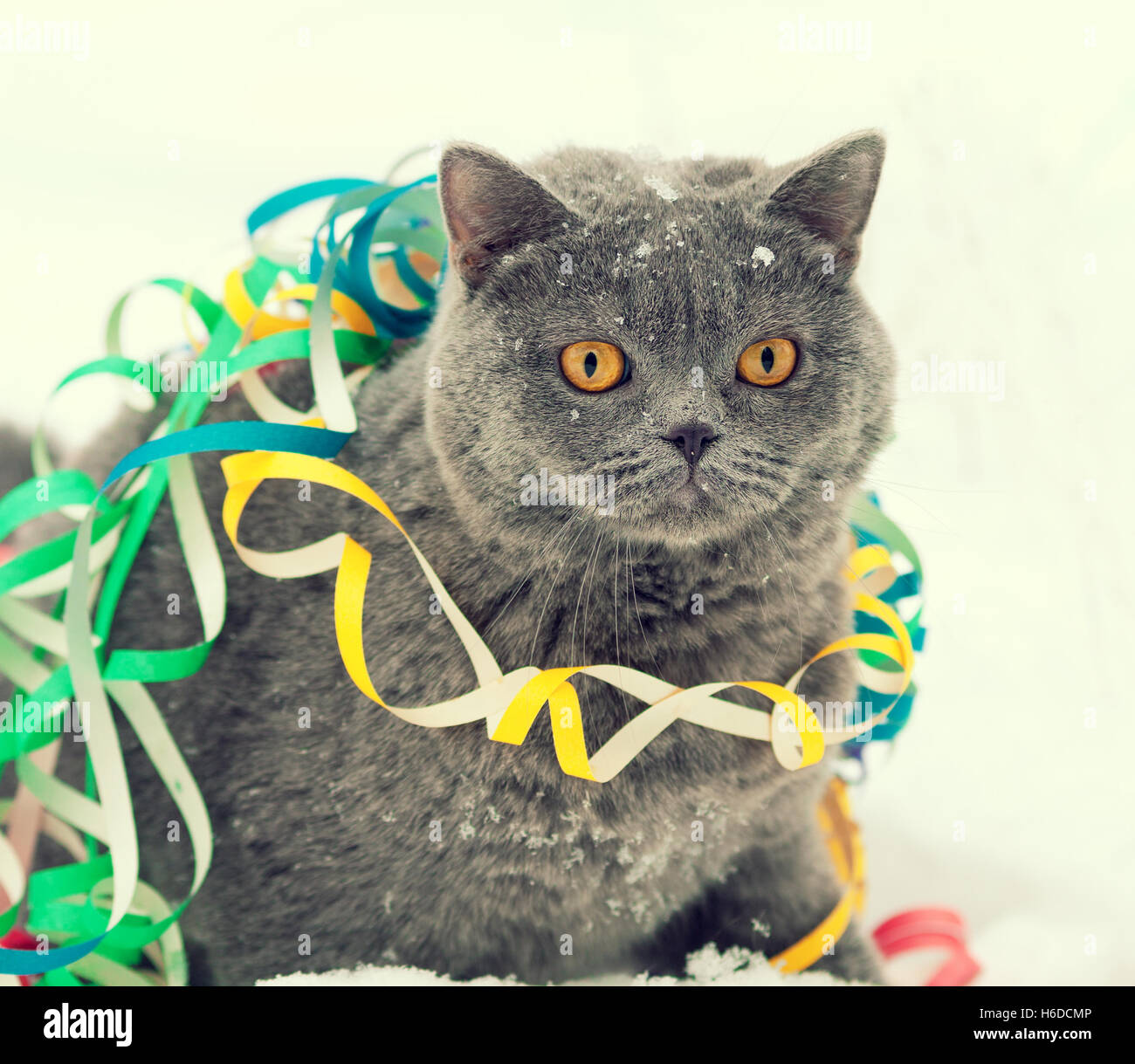 Portrait of a Blue british shorthaired cat entangled in colorful ...