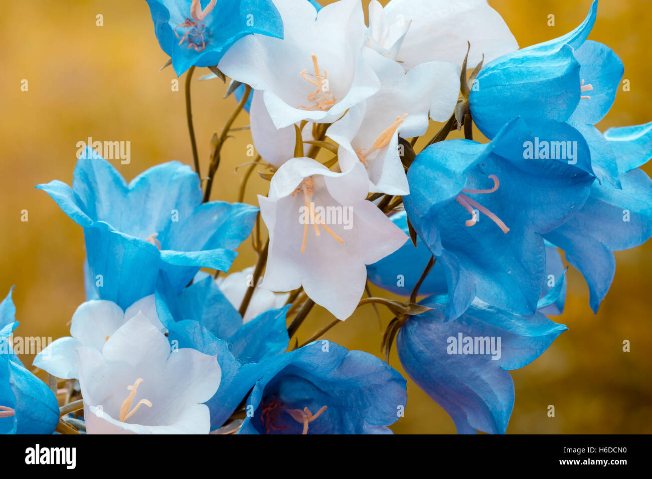 Vintage blue and white harebell flowers Stock Photo - Alamy