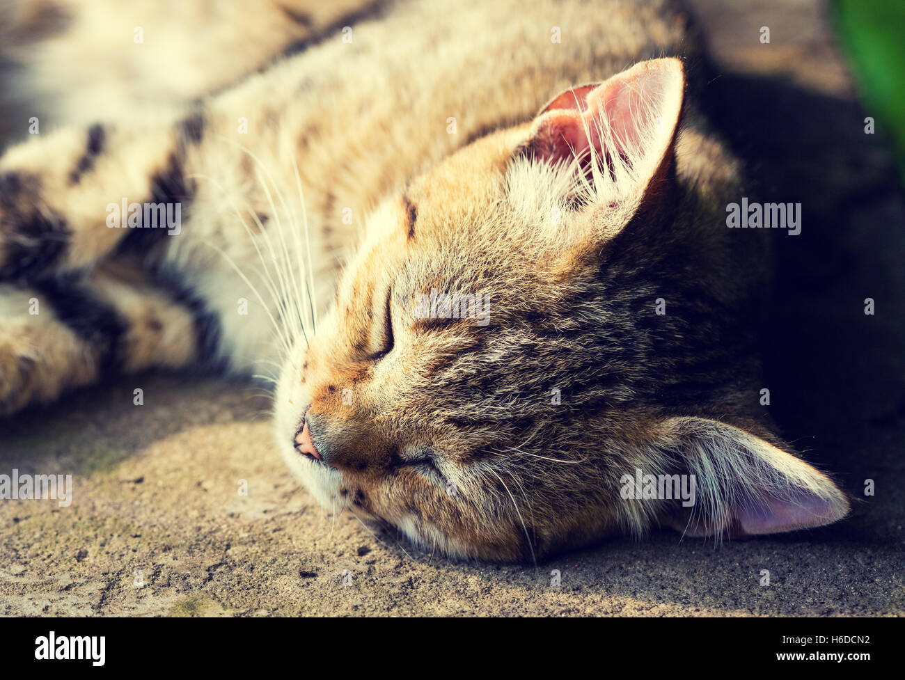 Portrait of a happy sleeping cat Stock Photo - Alamy