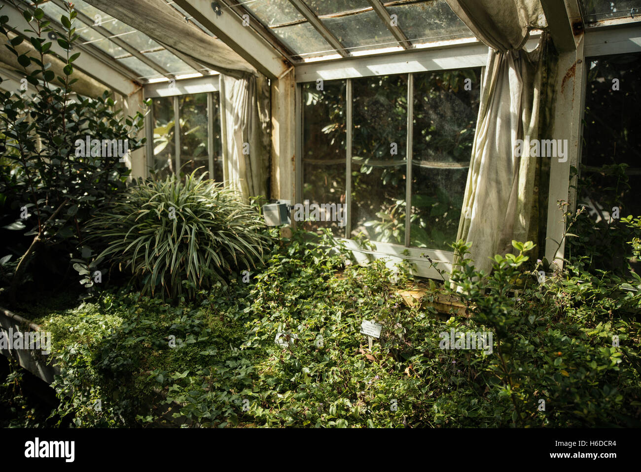 Indoor glasshouse hi-res stock photography and images - Alamy