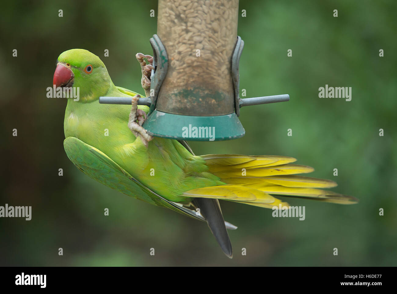 Wimbledon, London UK. 27th October, 2016. Vivid green Ring Necked ...