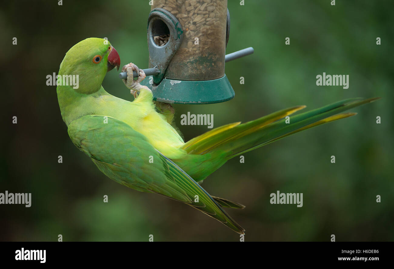 Parakeets london hi-res stock photography and images - Alamy