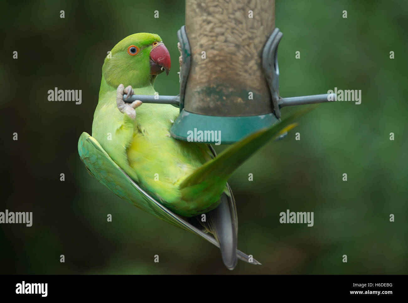 Acrobatic parrot hi-res stock photography and images - Alamy