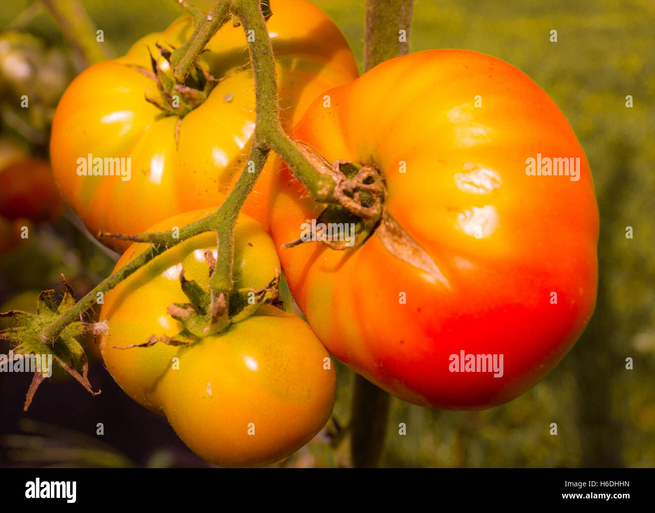 Tomato red plant hi-res stock photography and images - Alamy