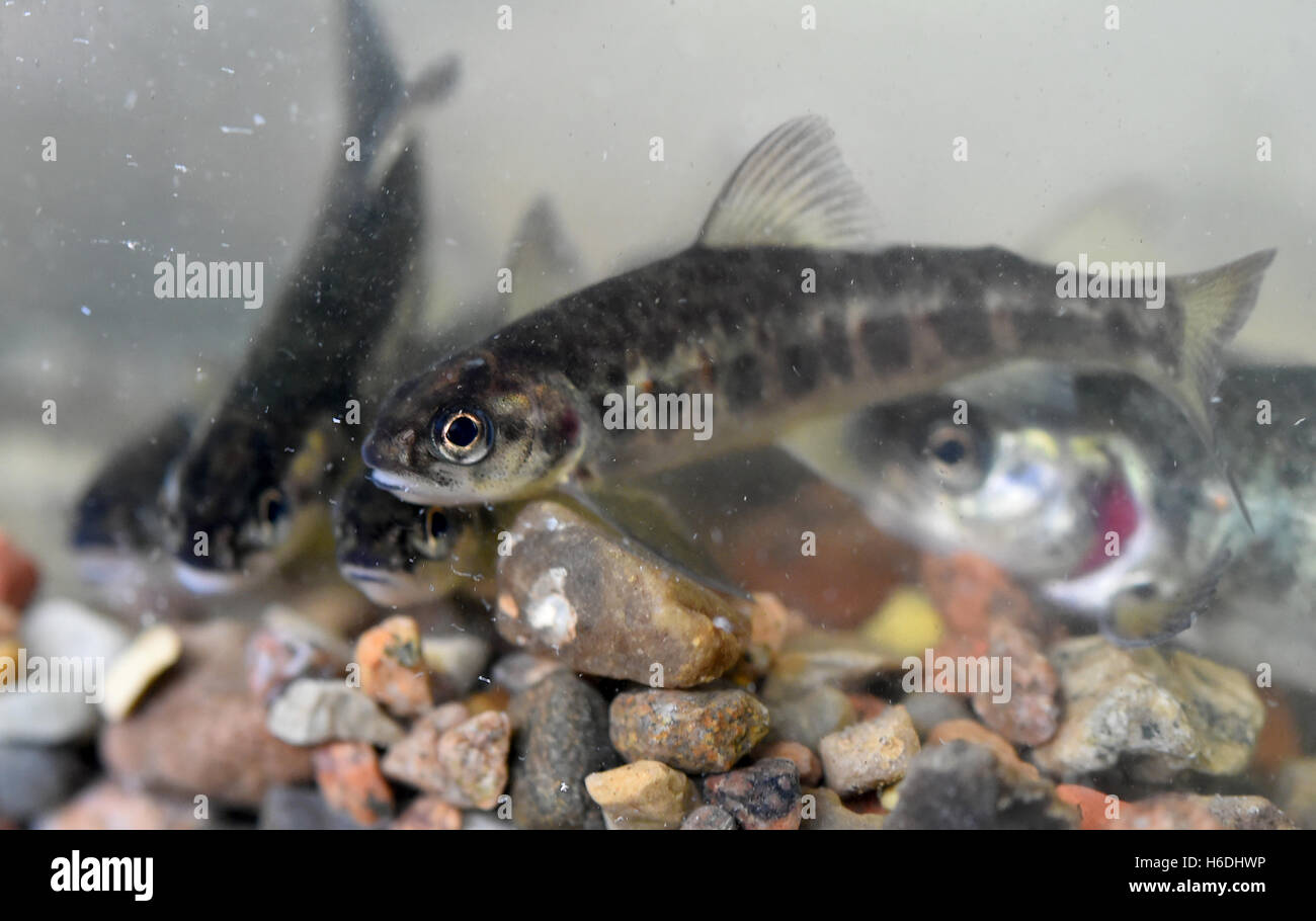 Wolfshagen, Germany. 27th Oct, 2016. Young salmon swimming in Stepenitz ...