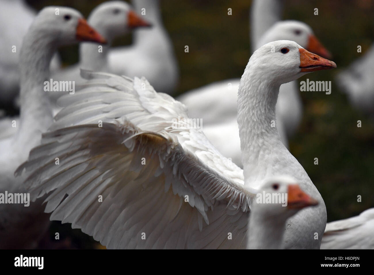 Feast of st martin hi-res stock photography and images - Alamy