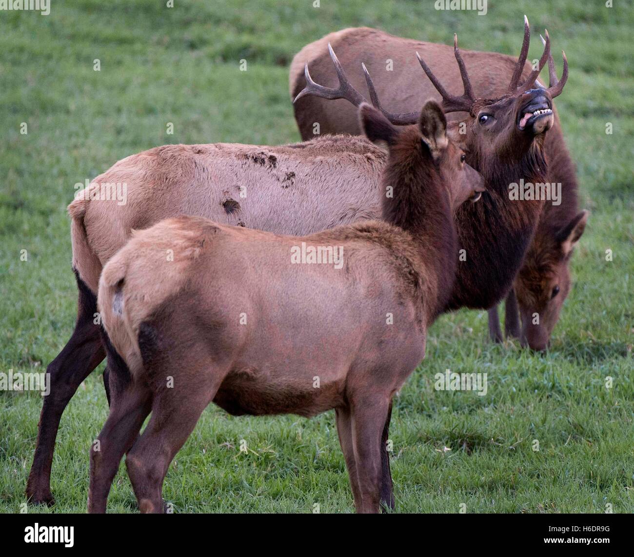 Mating displays hi-res stock photography and images - Alamy