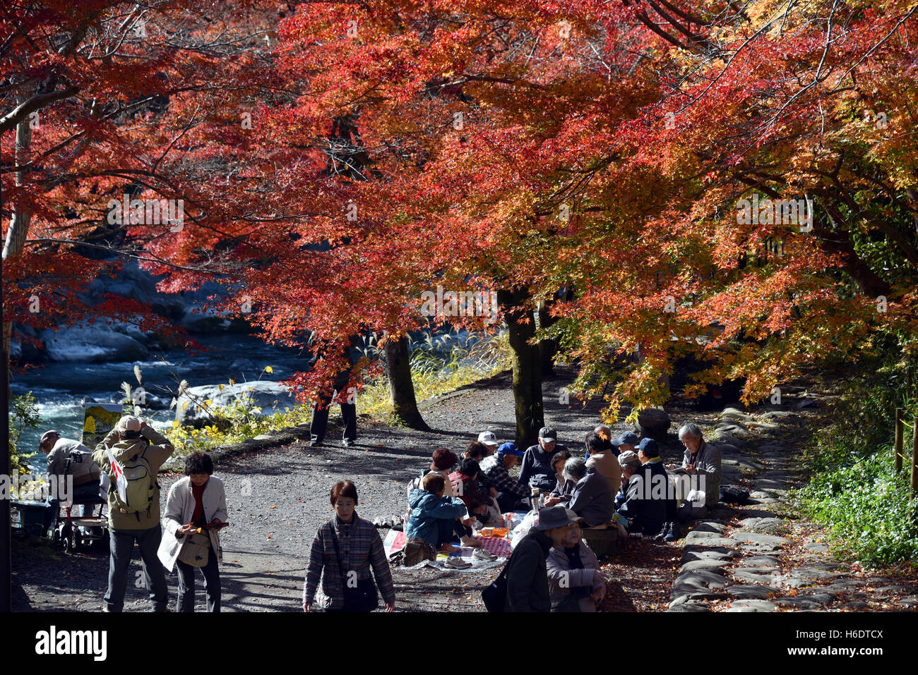 Ome, Tokyo, Japan. 18th November, 2016. Trees turn brilliant red and ...