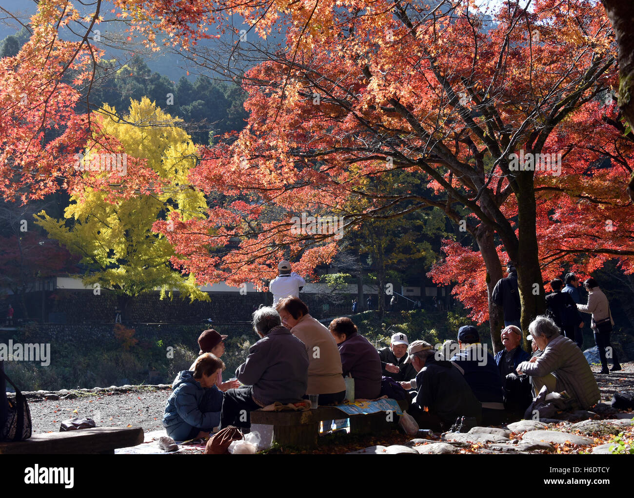 Ome, Tokyo, Japan. 18th November, 2016. Trees turn brilliant red and ...
