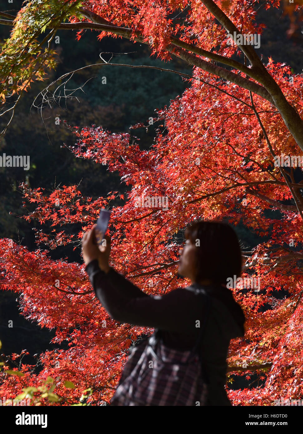 Ome, Tokyo, Japan. 18th November, 2016. Trees turn brilliant red and ...