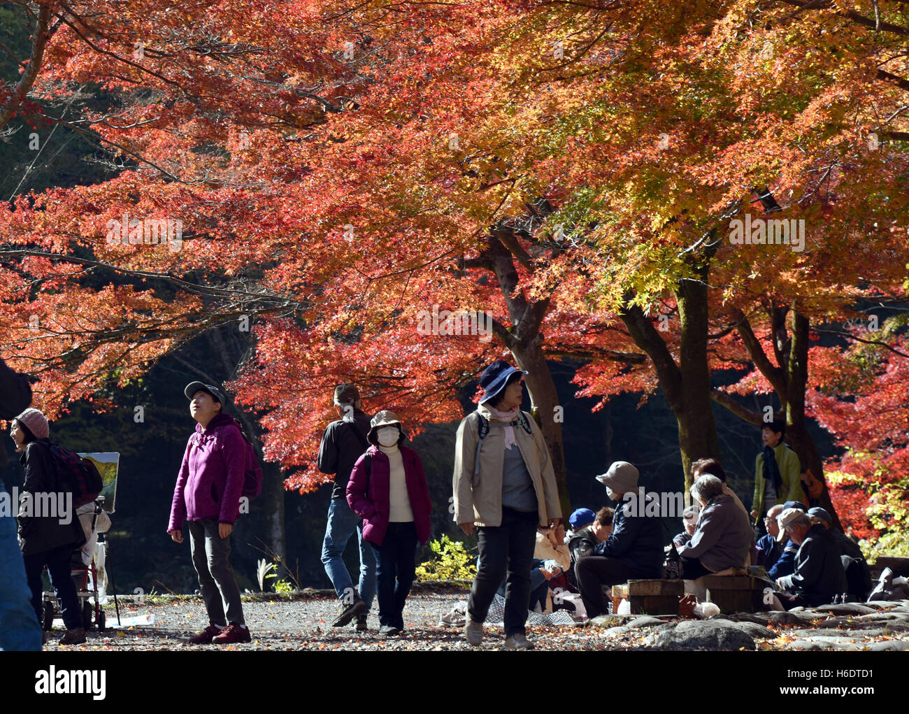 Ome, Tokyo, Japan. 18th November, 2016. Trees turn brilliant red and ...
