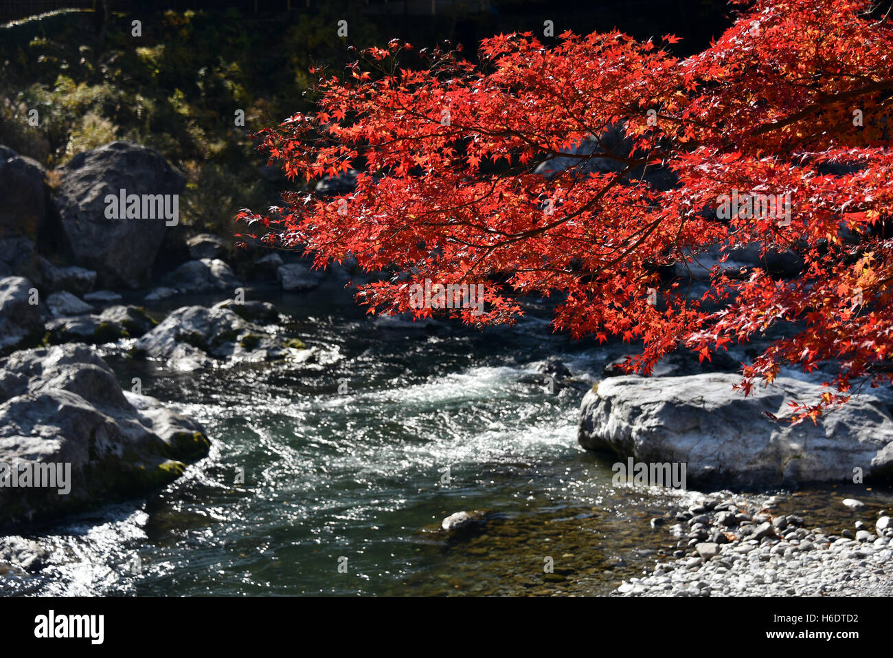 Ome, Tokyo, Japan. 18th November, 2016. Trees turn brilliant red and ...