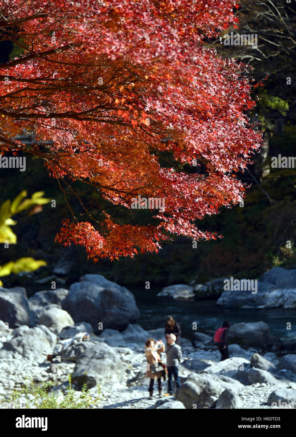 Ome, Tokyo, Japan. 18th November, 2016. Trees turn brilliant red and ...