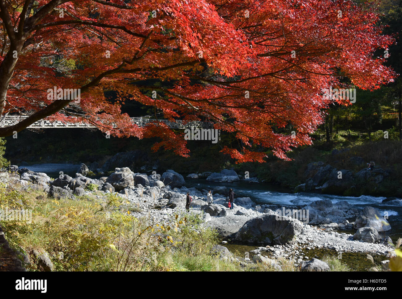 Ome, Tokyo, Japan. 18th November, 2016. Trees turn brilliant red and ...