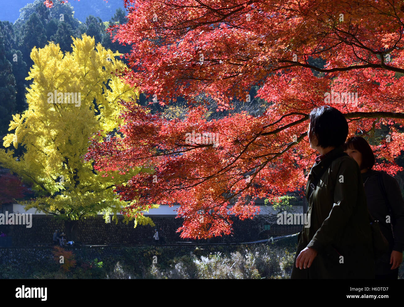 Ome, Tokyo, Japan. 18th November, 2016. Trees turn brilliant red and ...