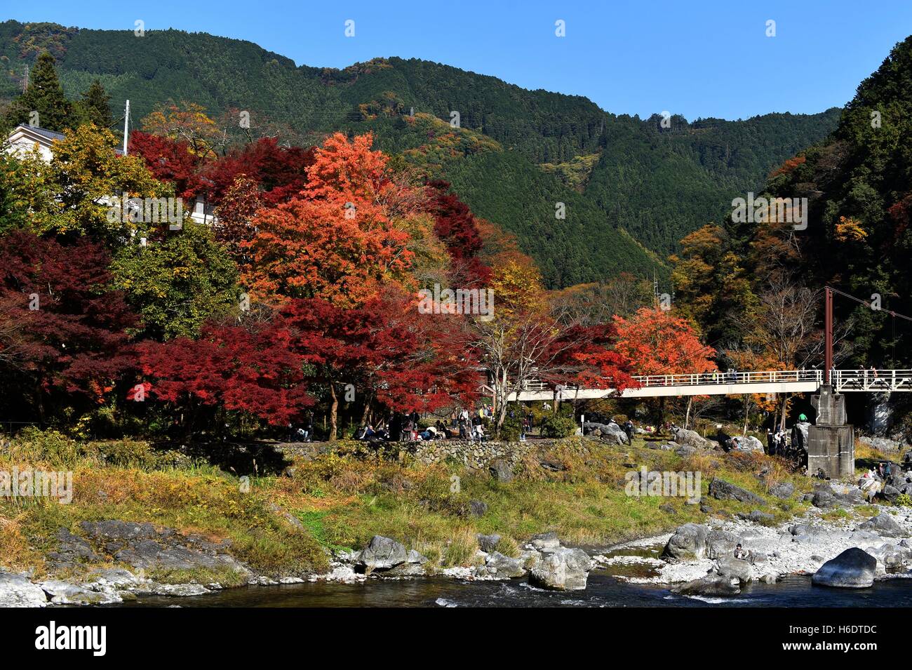 Ome, Tokyo, Japan. 18th November, 2016. Trees turn brilliant red and ...