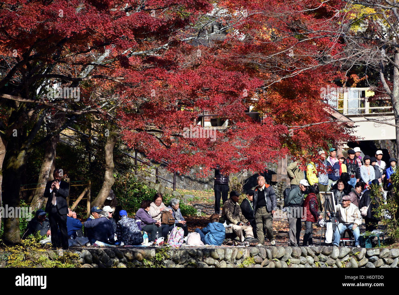 Ome, Tokyo, Japan. 18th November, 2016. Trees turn brilliant red and ...