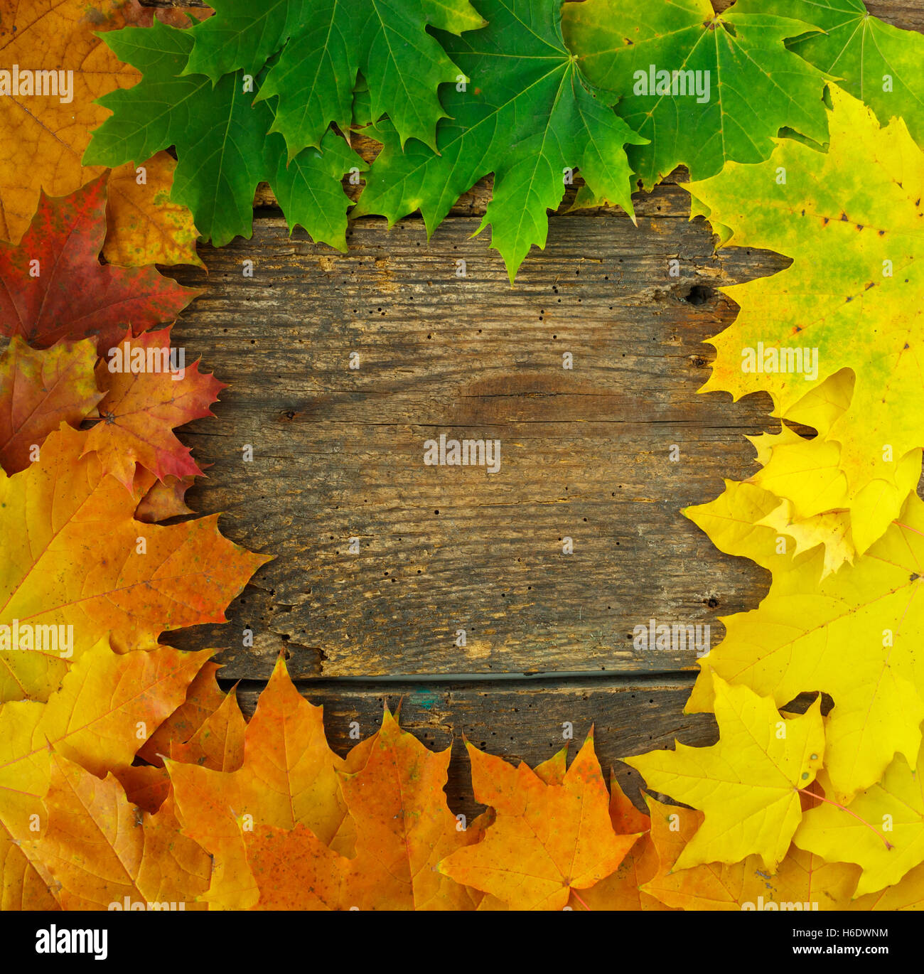 Maple leaves falling hi-res stock photography and images - Alamy
