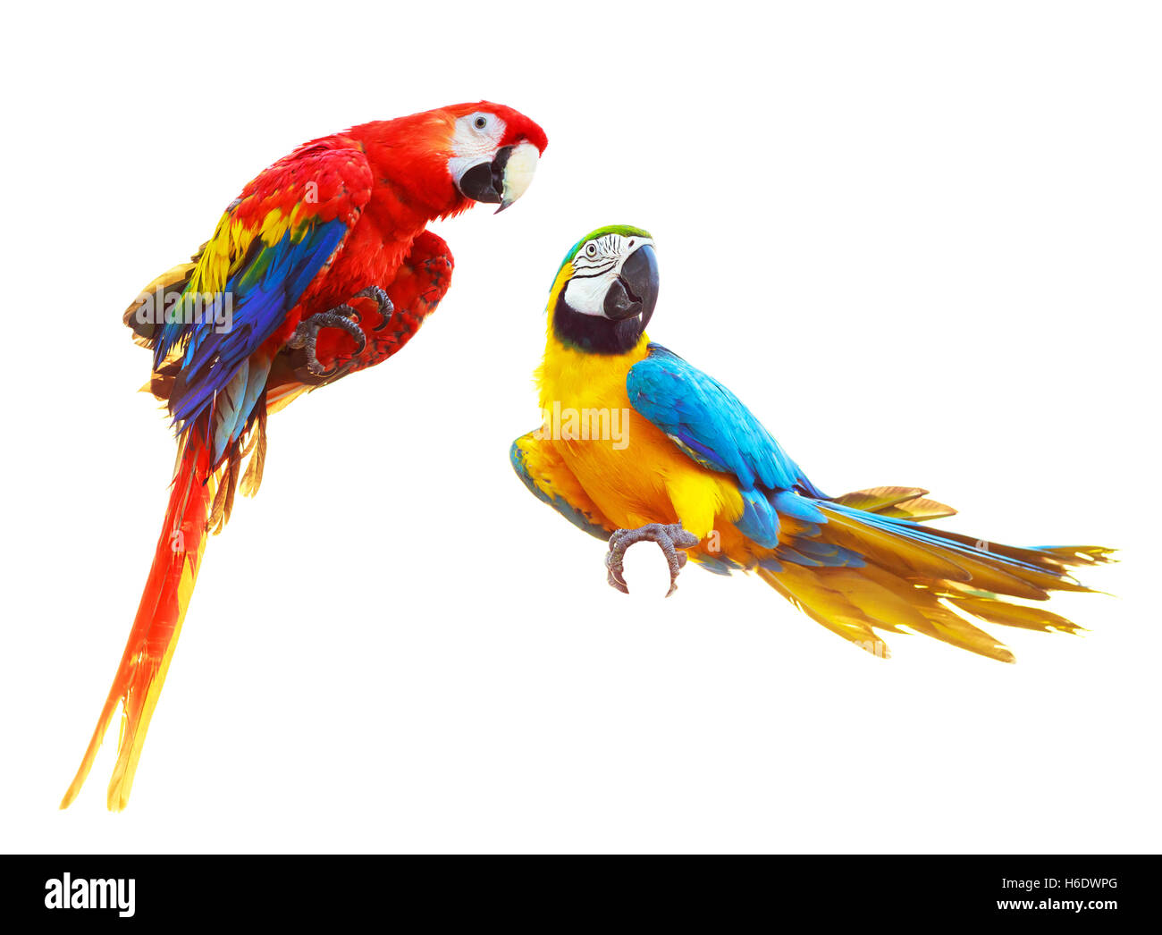 Two colorful red parrots macaw isolated on white background Stock Photo ...
