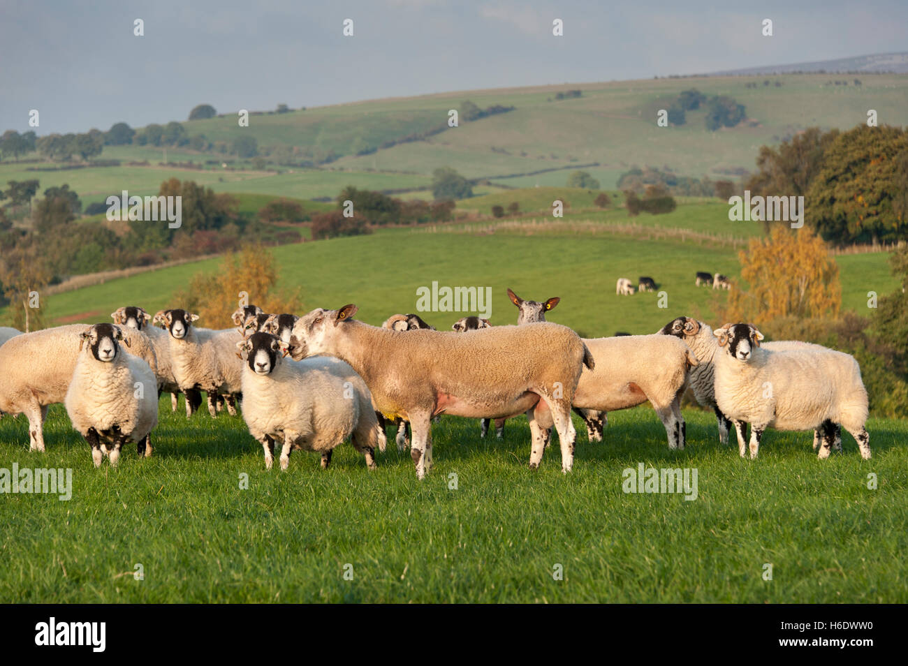 Blue Faced Leicester ram with swaledale ewes, two breeds crossed to ...