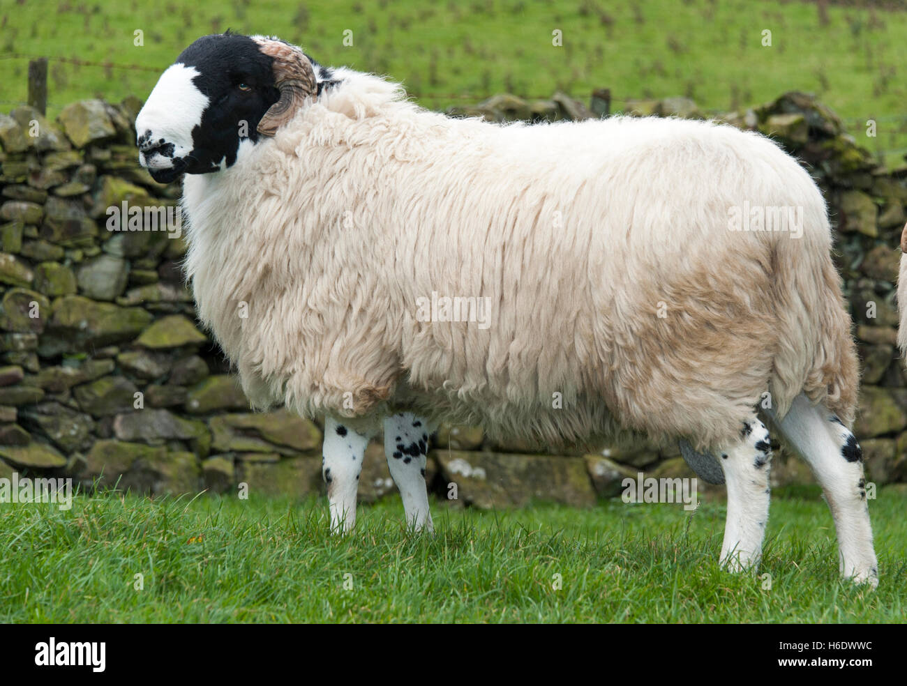 Rough Fell shearling rams, native sheep in the Howgill Fells, Cumbria ...