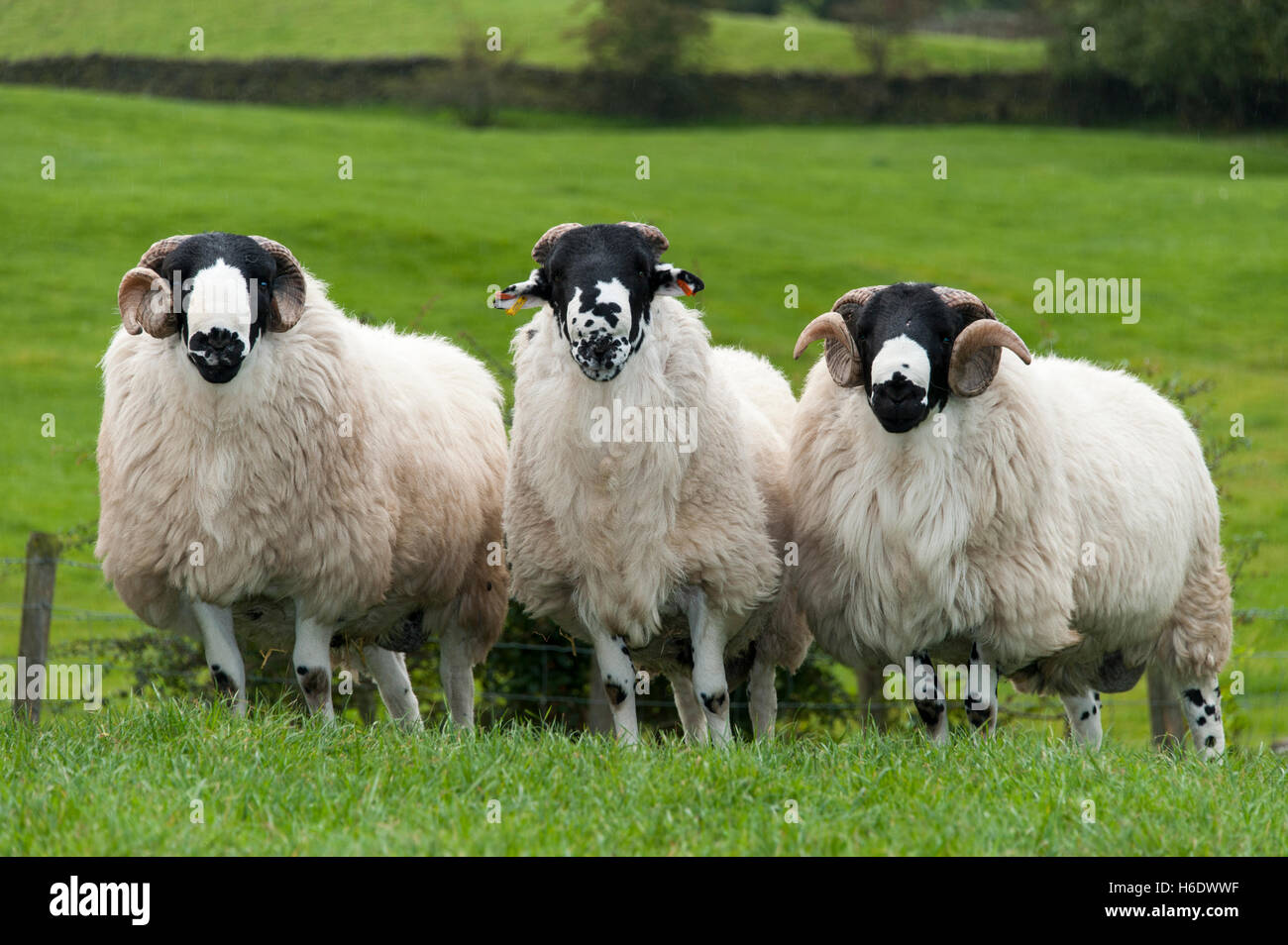 Native sheep hi-res stock photography and images - Alamy