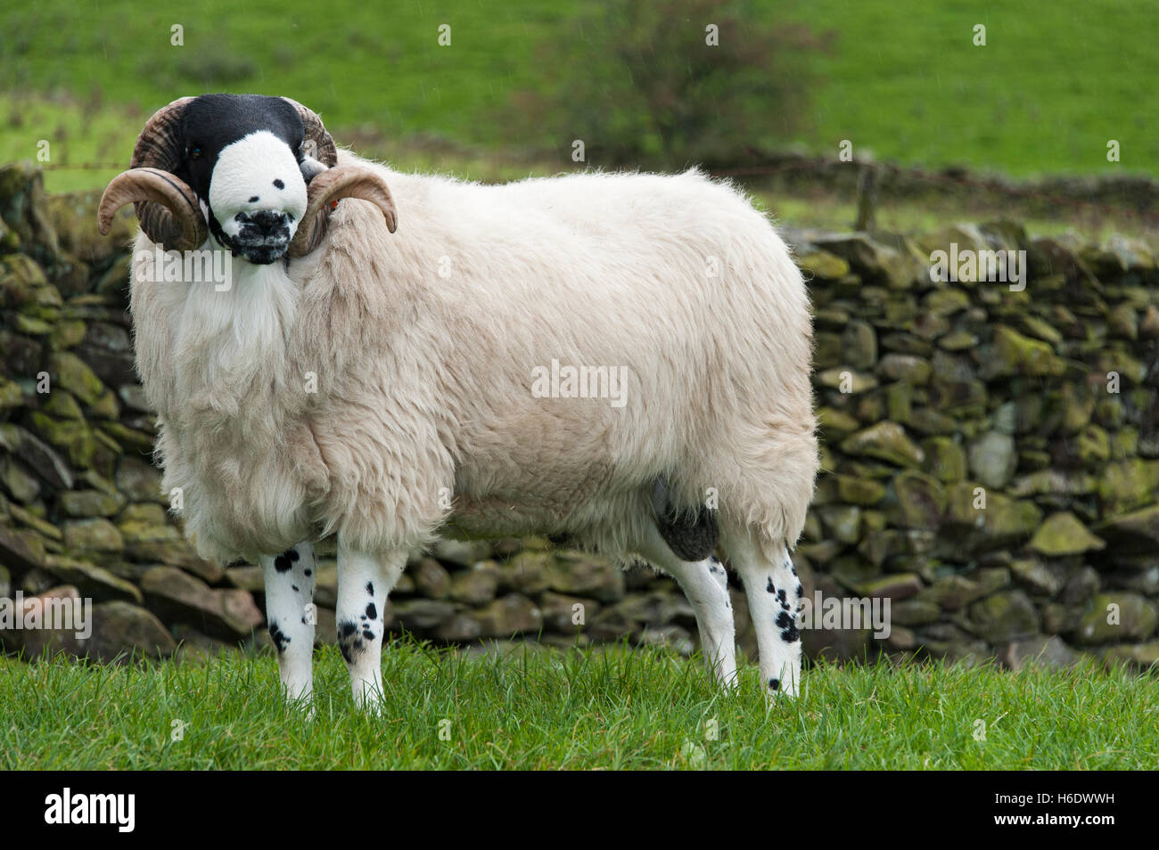 Rough Fell shearling rams, native sheep in the Howgill Fells, Cumbria ...