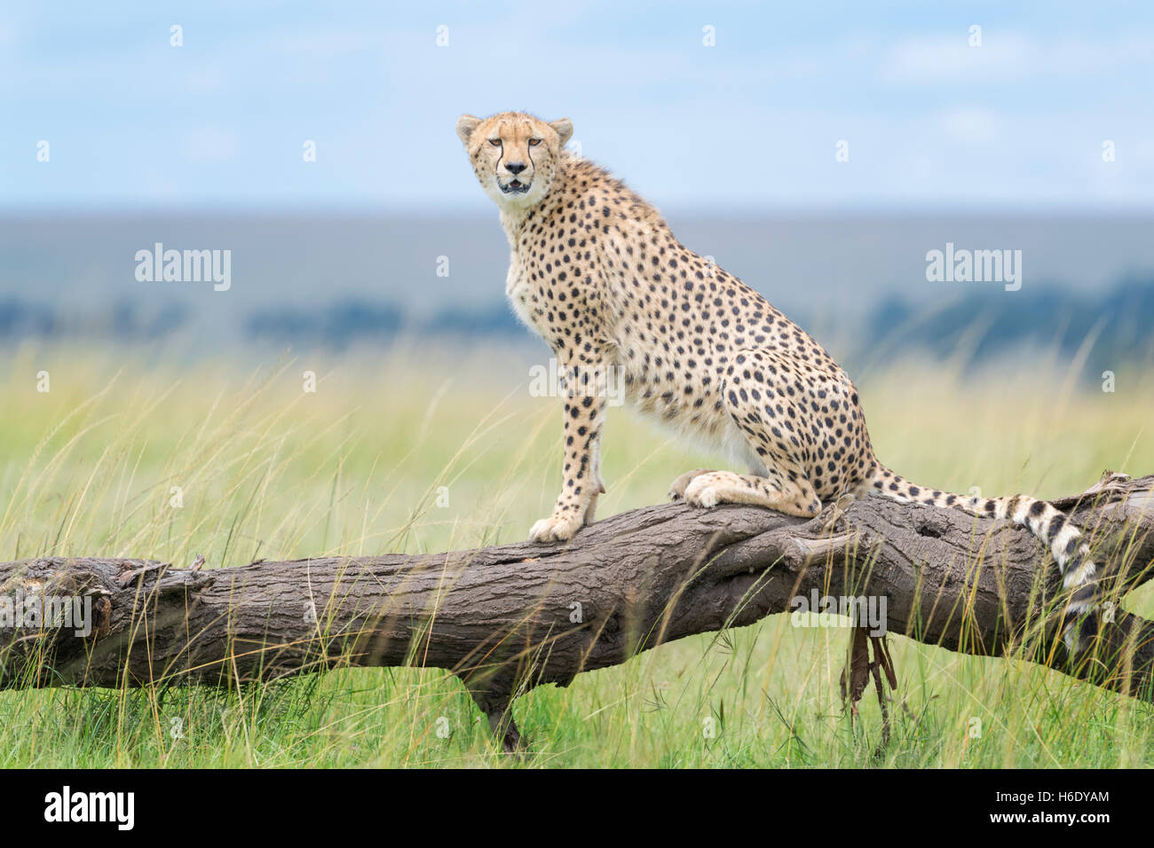 Cat sitting field trees cat hi-res stock photography and images - Alamy