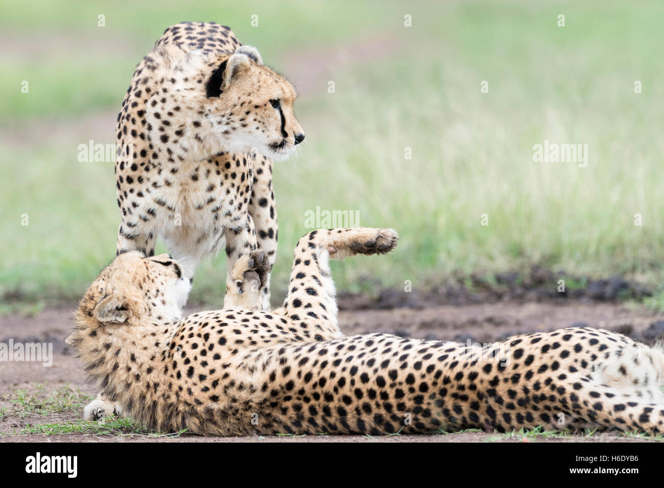 Two cheetah cats hi-res stock photography and images - Alamy