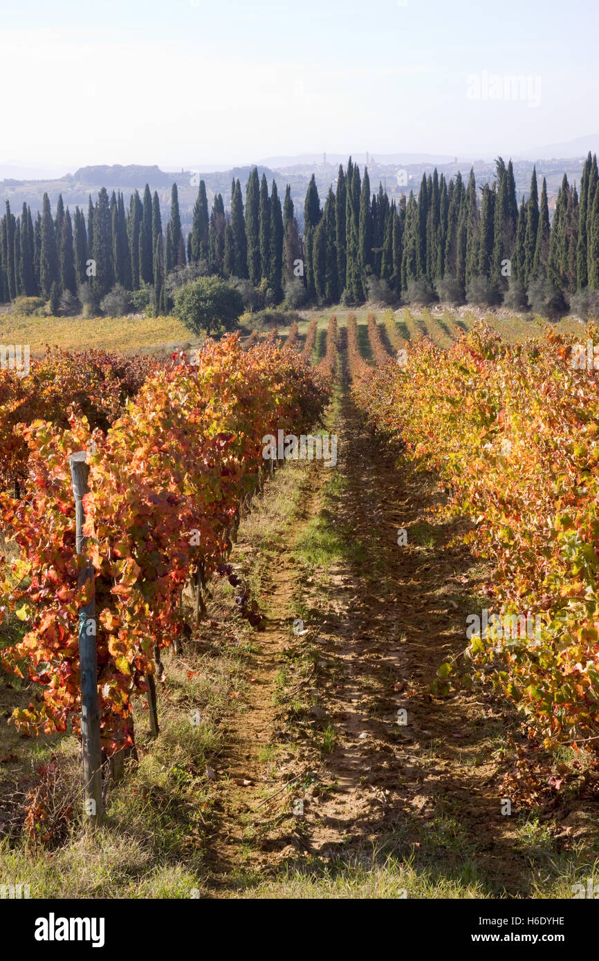 vineyards in tuscany after harvesting in fall season Stock Photo - Alamy