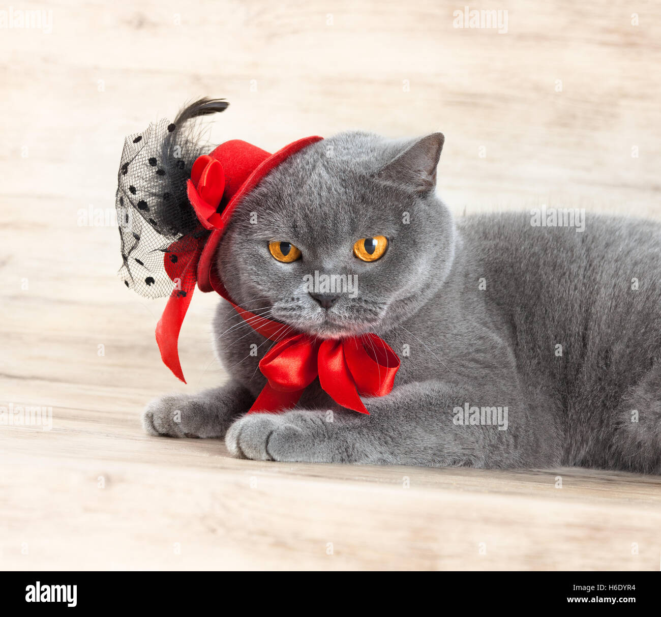 Fashion studio portrait of cat wearing hat with red ribbon Stock Photo ...