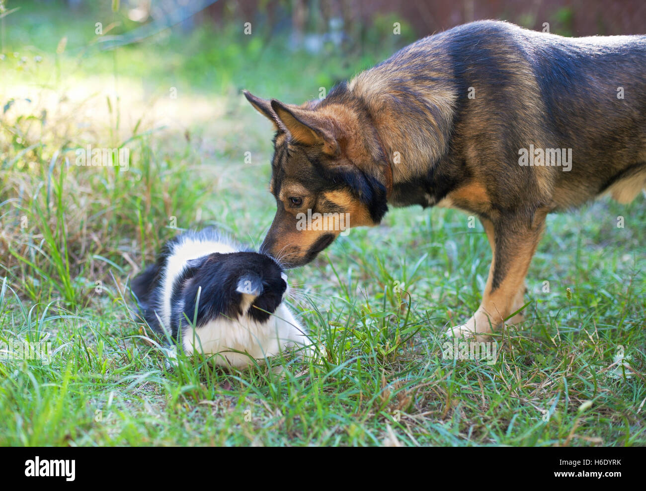 Dog and cat sniffing each other Stock Photo - Alamy