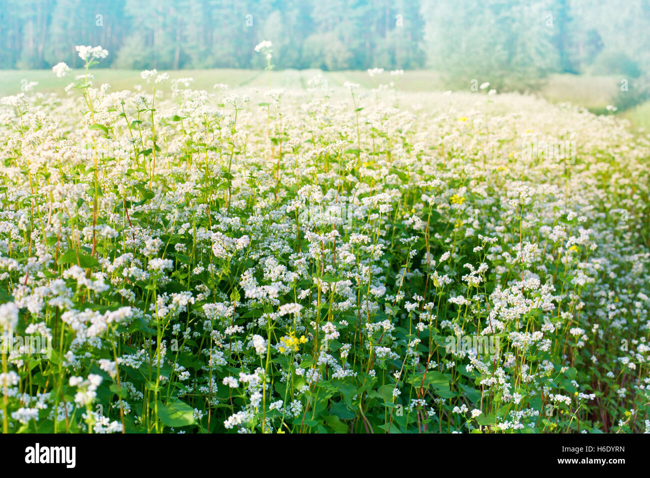 flowering buckwheat field Stock Photo - Alamy