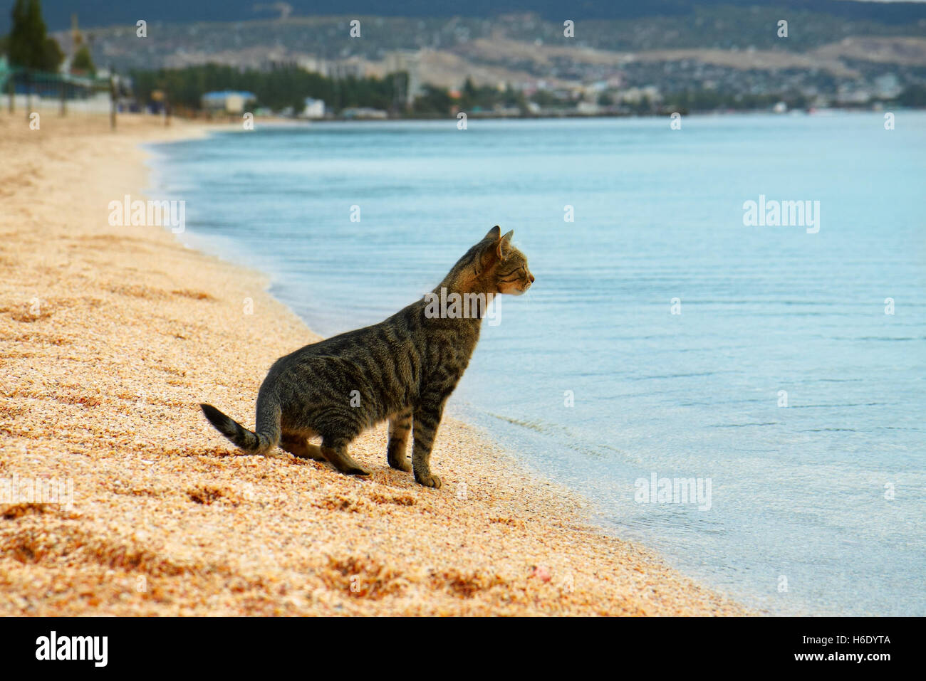 Cat sitting on the beach and looking at the sea Stock Photo - Alamy